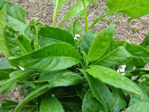 Cây Bầu Đất - Đặc Điểm, Công Dụng Và Lưu Ý Khi Dùng