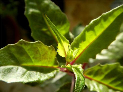 Cây Bầu Đất - Đặc Điểm, Công Dụng Và Lưu Ý Khi Dùng