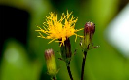 Cây Bầu Đất - Đặc Điểm, Công Dụng Và Lưu Ý Khi Dùng