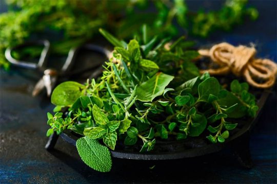Top 5 Cây Thuốc Nam Trị Men Gan Cao Thông Dụng Hiệu Quả